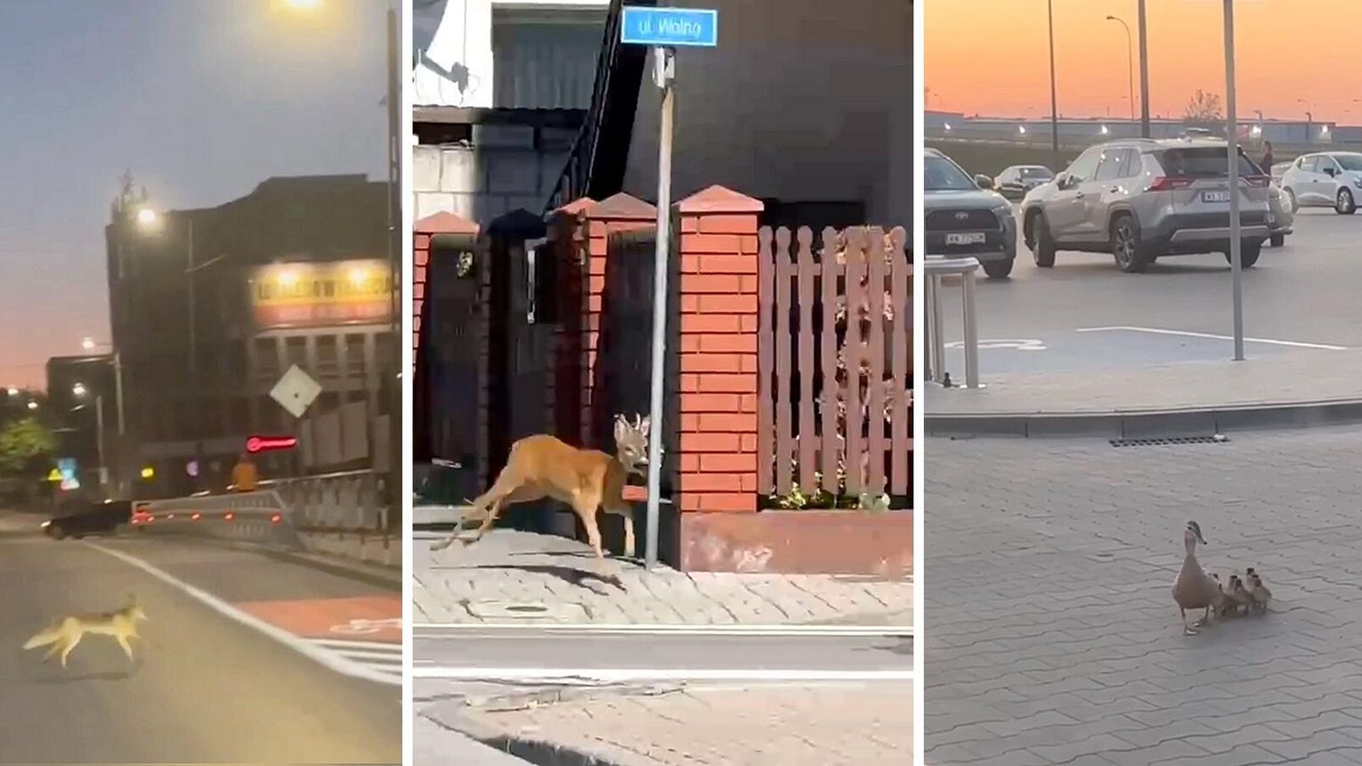 Lis, sarna i kaczki w centrum Garwolina. Zwierzęta coraz śmielej ...
